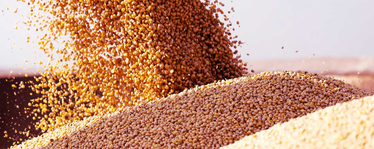 Caramuru Alimentos investe em solução digital Agrotools - Agrotools